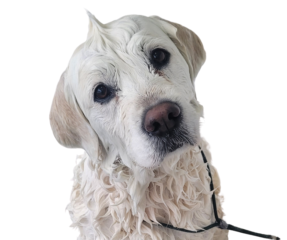 The Zen Pup Spa | Book Your Pet's Zen-Full Grooming Today