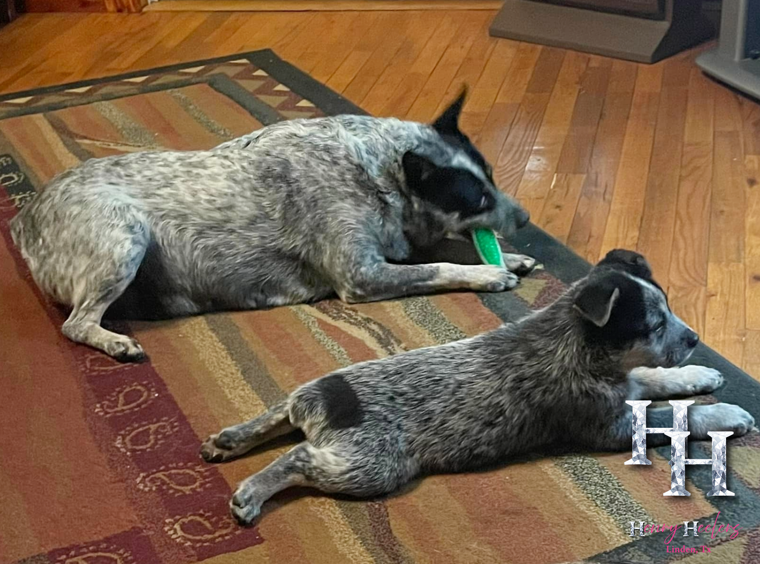 Current Heeler Litters – Australian Cattle Dog Puppies | Henry Heelers ...