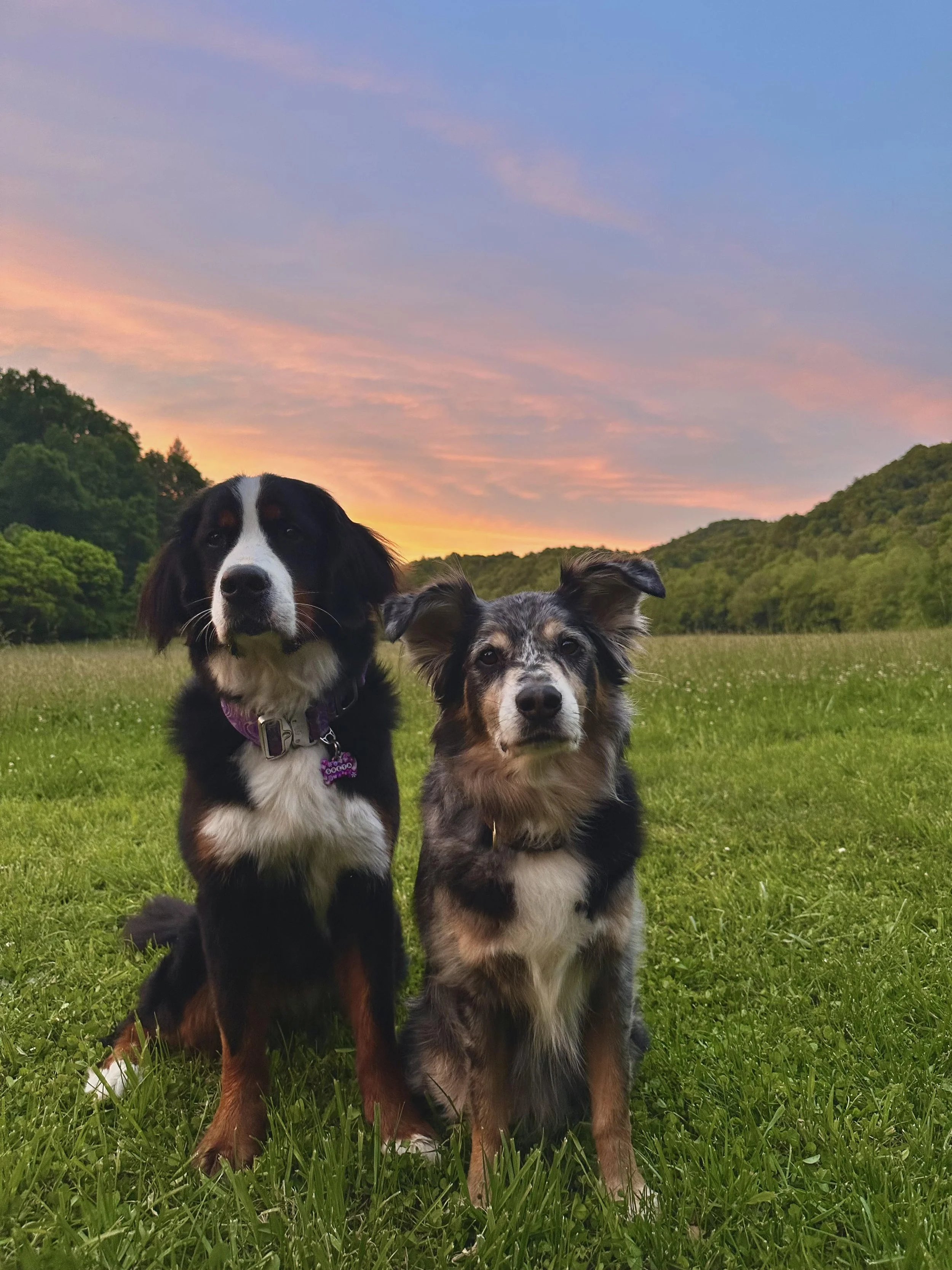 Our Team — The WoofPack