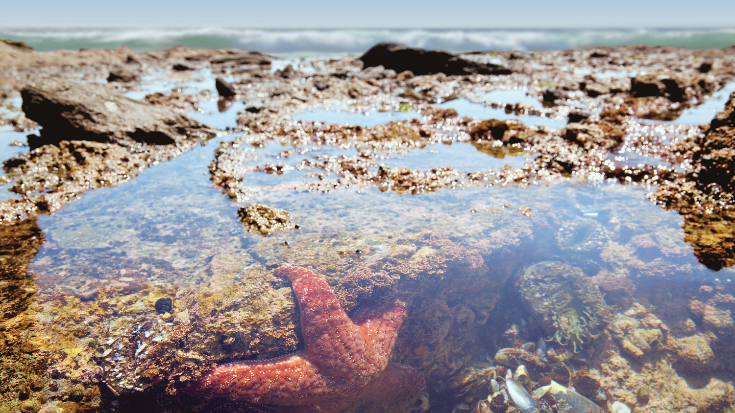 Resources & Media Hub | Discover Ocean Insights — Get Informed ...