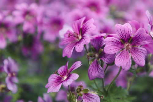 Rose Geranium for Nasal Infections — Boca Direct MD