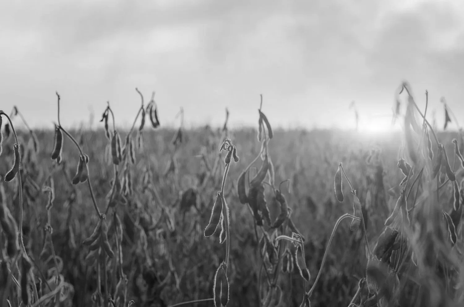 History of Soybeans — NC Soybean Producers Association