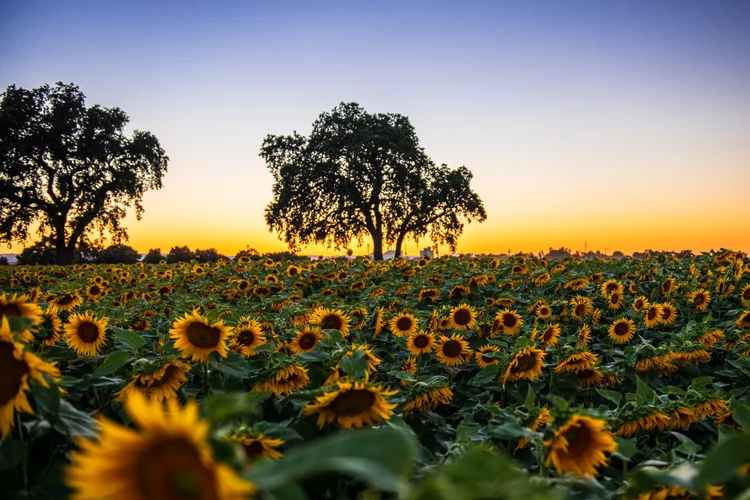Yolo County Farm Bureau