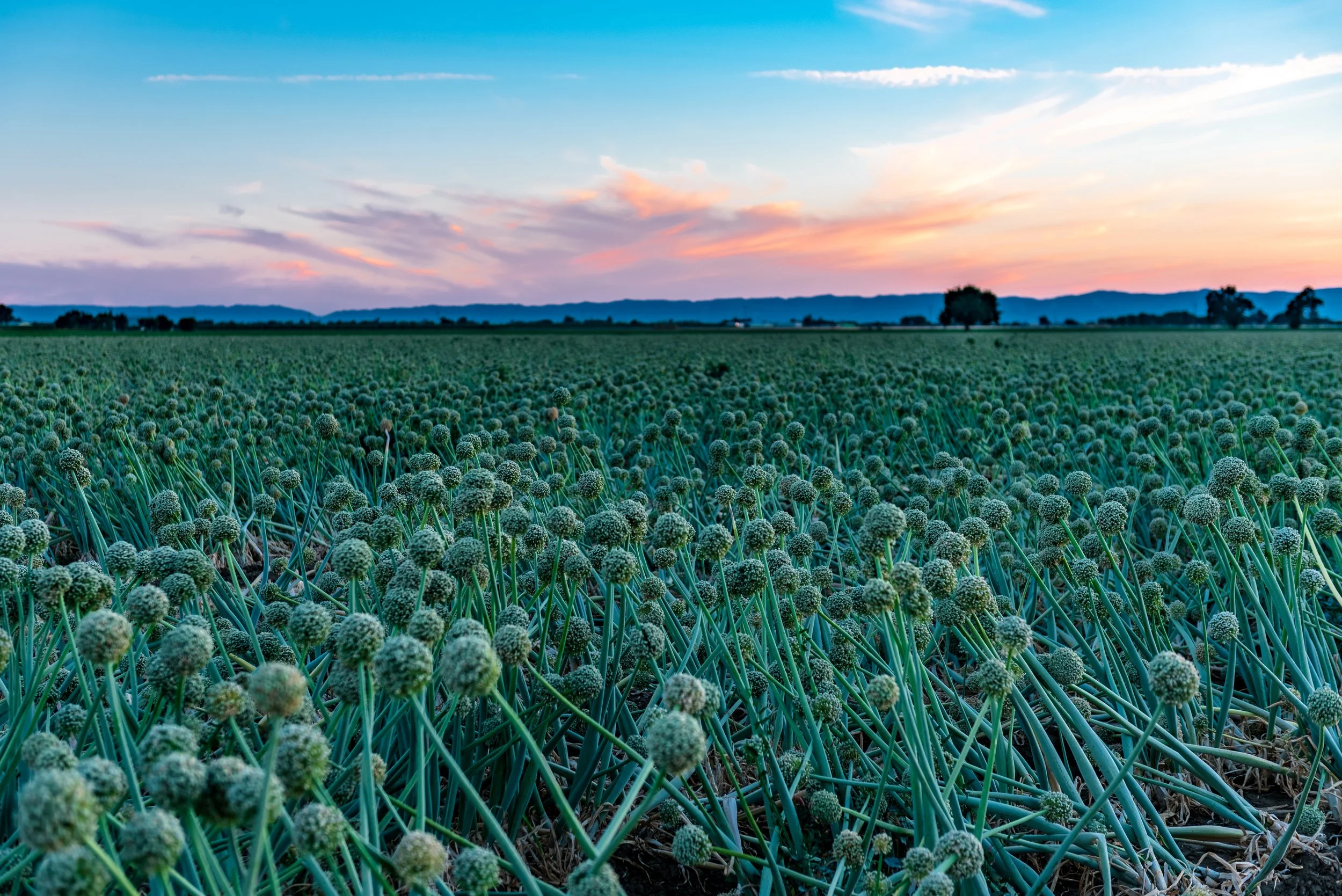 Yolo County Farm Bureau