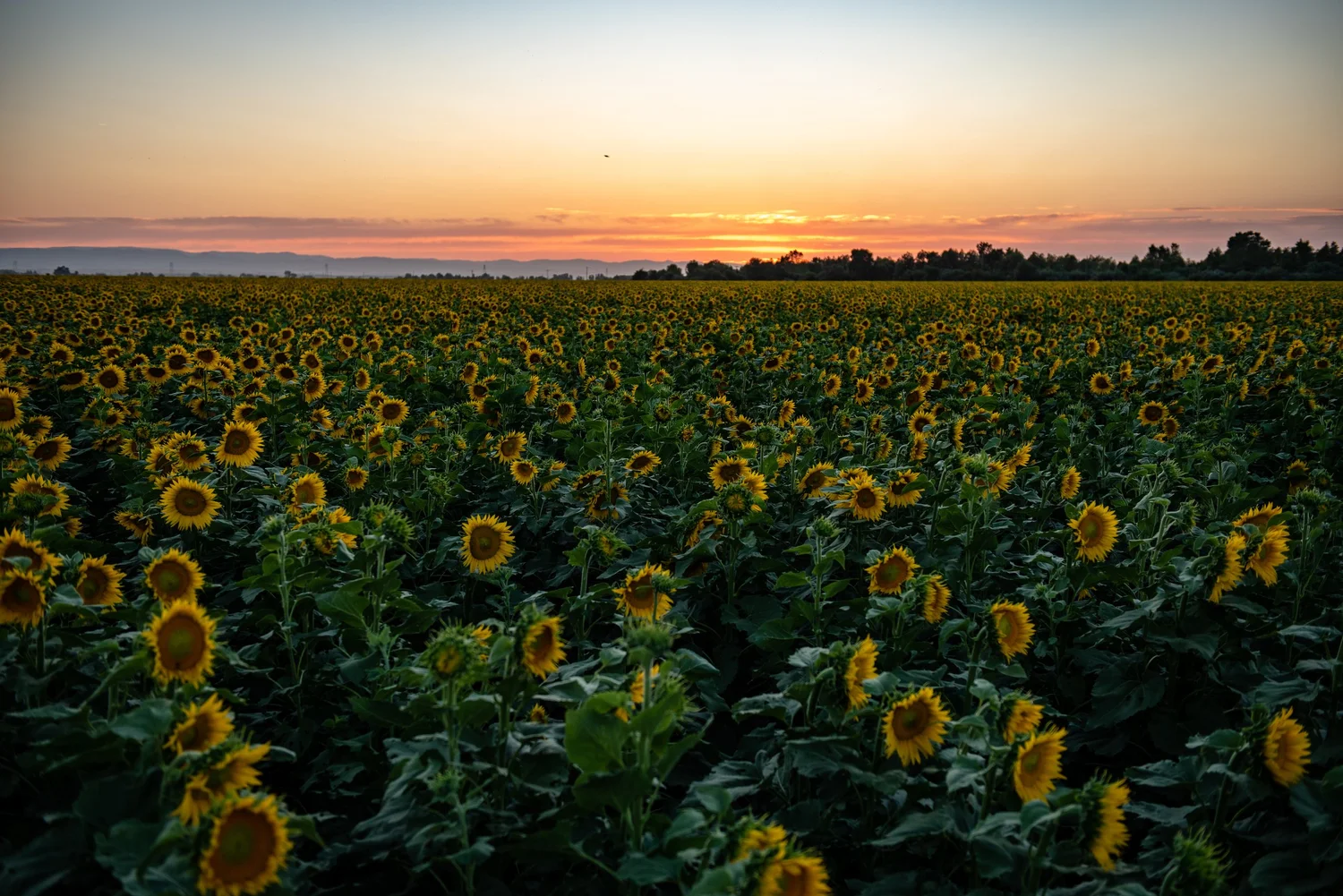 Yolo County Farm Bureau