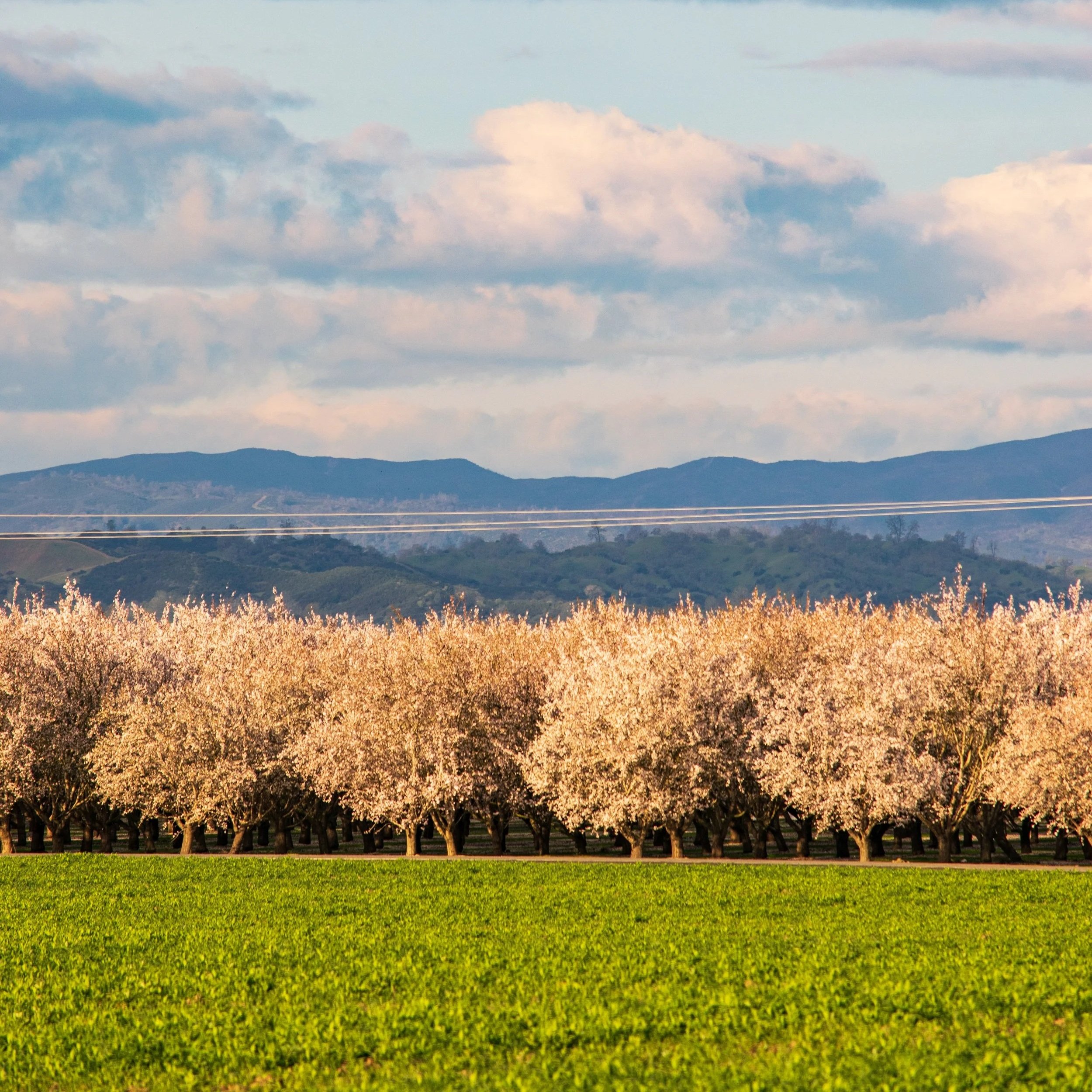 Yolo County Farm Bureau