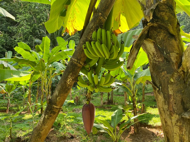 15 Tropical Fruits in Madeira, Ranked — That's Madeira
