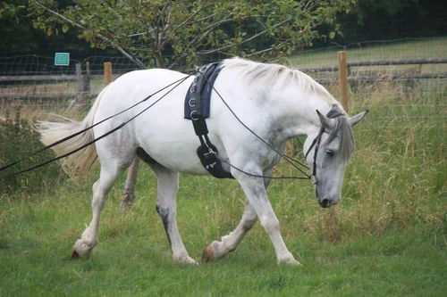 Types of Grey… — Kuda Learn - Horses from Scratch
