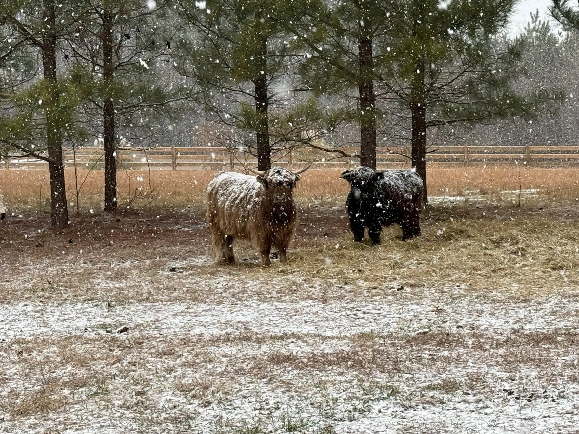 Coleman Creek Highlands Farm | Experience Highland Heritage Today