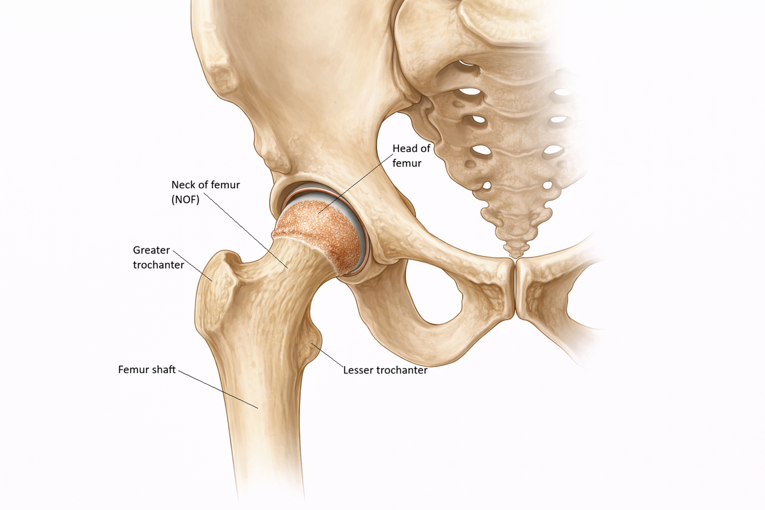 Neck of Femur (NOF) Fractures — The Nurse Brain