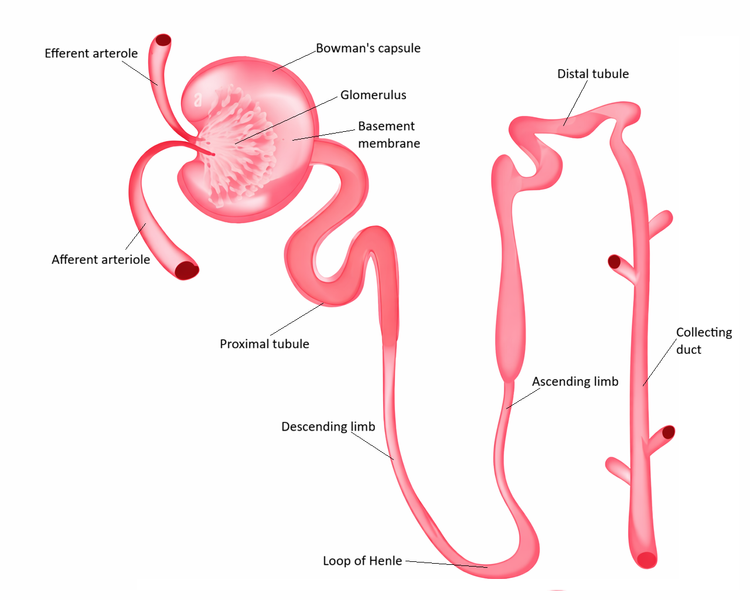 Tubular Reabsorption & Secretion: How the Kidney Fine-Tunes the ...