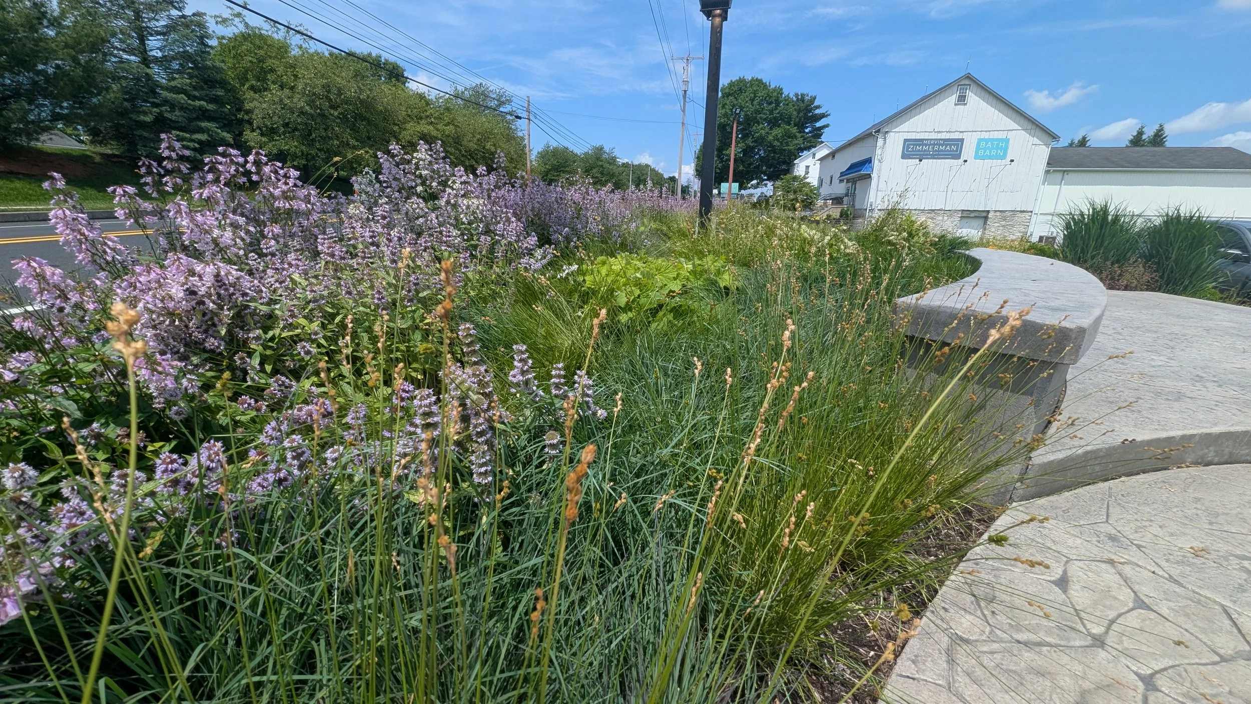 Ecological Gardening with Native Plants — Waxwing EcoWorks Co.