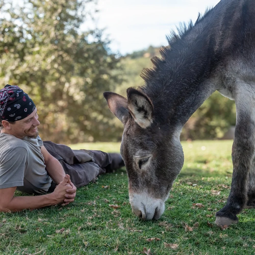 Donkey King | TV Series — Oscar's Place