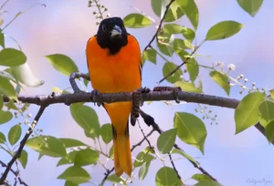 Bird migration & Lights Out alerts in Wisconsin — Lights Out Wisconsin