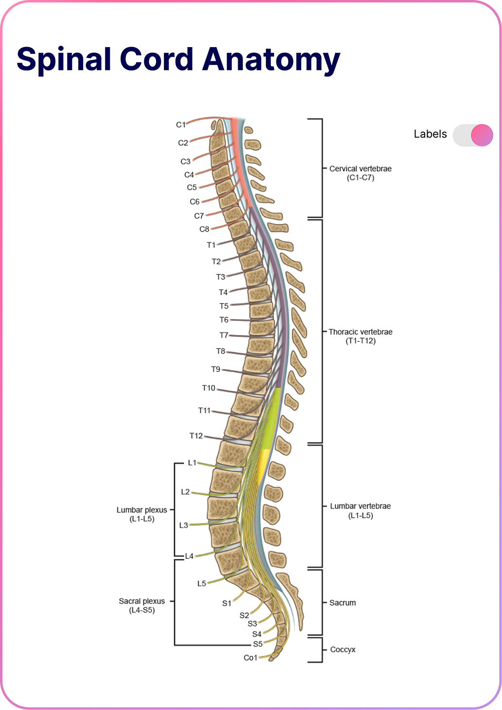 MSK Patient Education Handouts — Cetra Health by AnatomyStuff