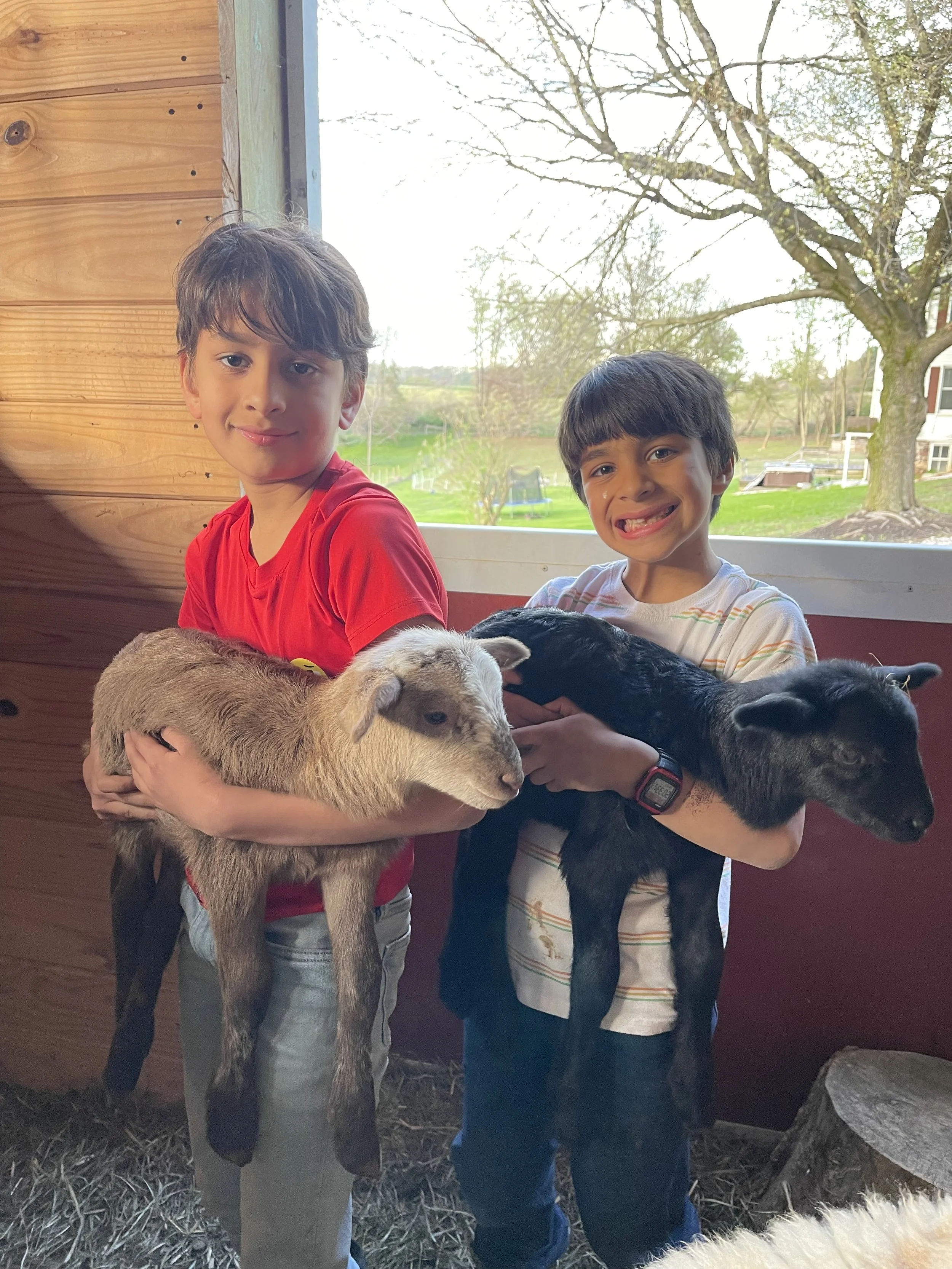 ABBA'S FARM