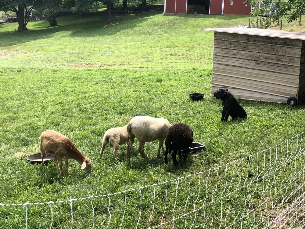 ABBA'S FARM