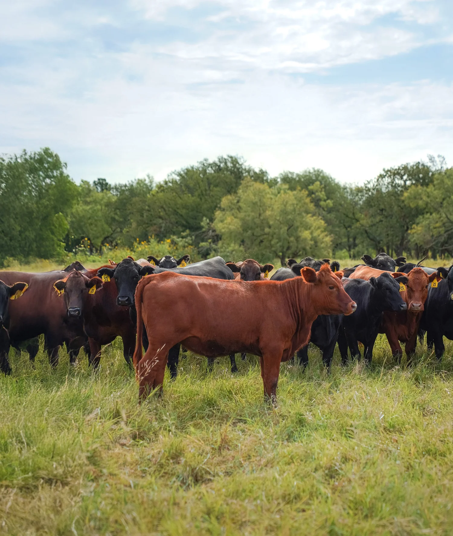 2S Ranch | The Way Ranching Used To Be
