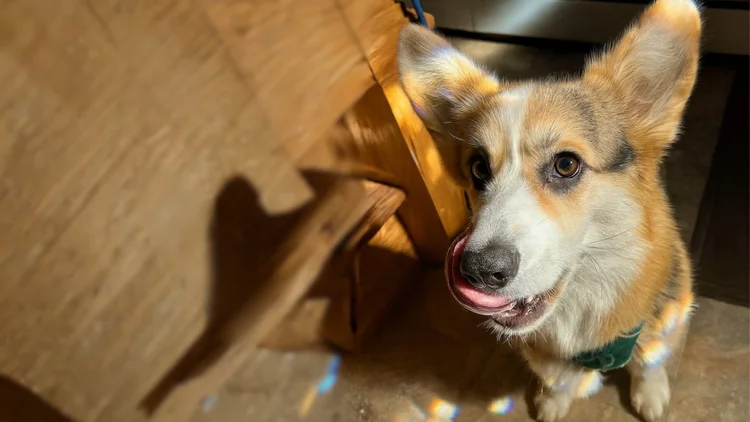 Tails On Trails 🐾 Personalized Pet Services in Jersey City, NJ