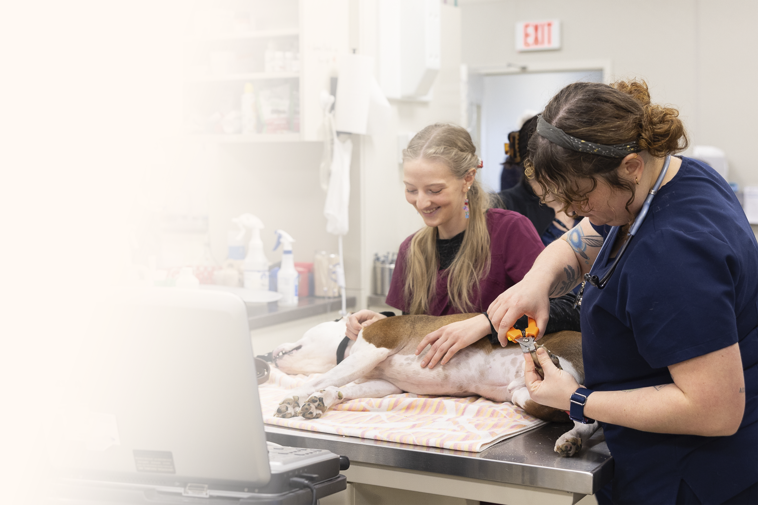 The CVP Difference | Experience Veterinary Excellence – Join Us Today — Community Veterinary ...