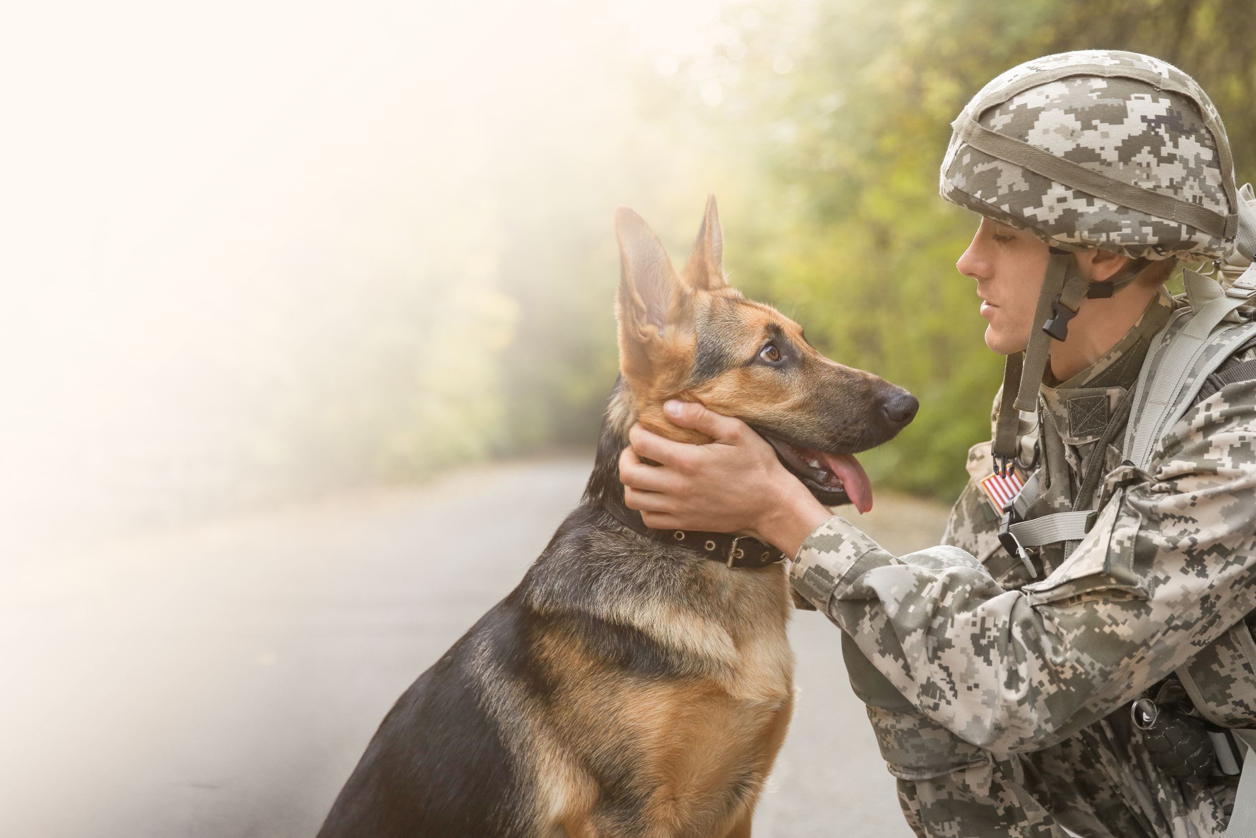 About Us | Join Our Veterinary Community Today — Community Veterinary ...
