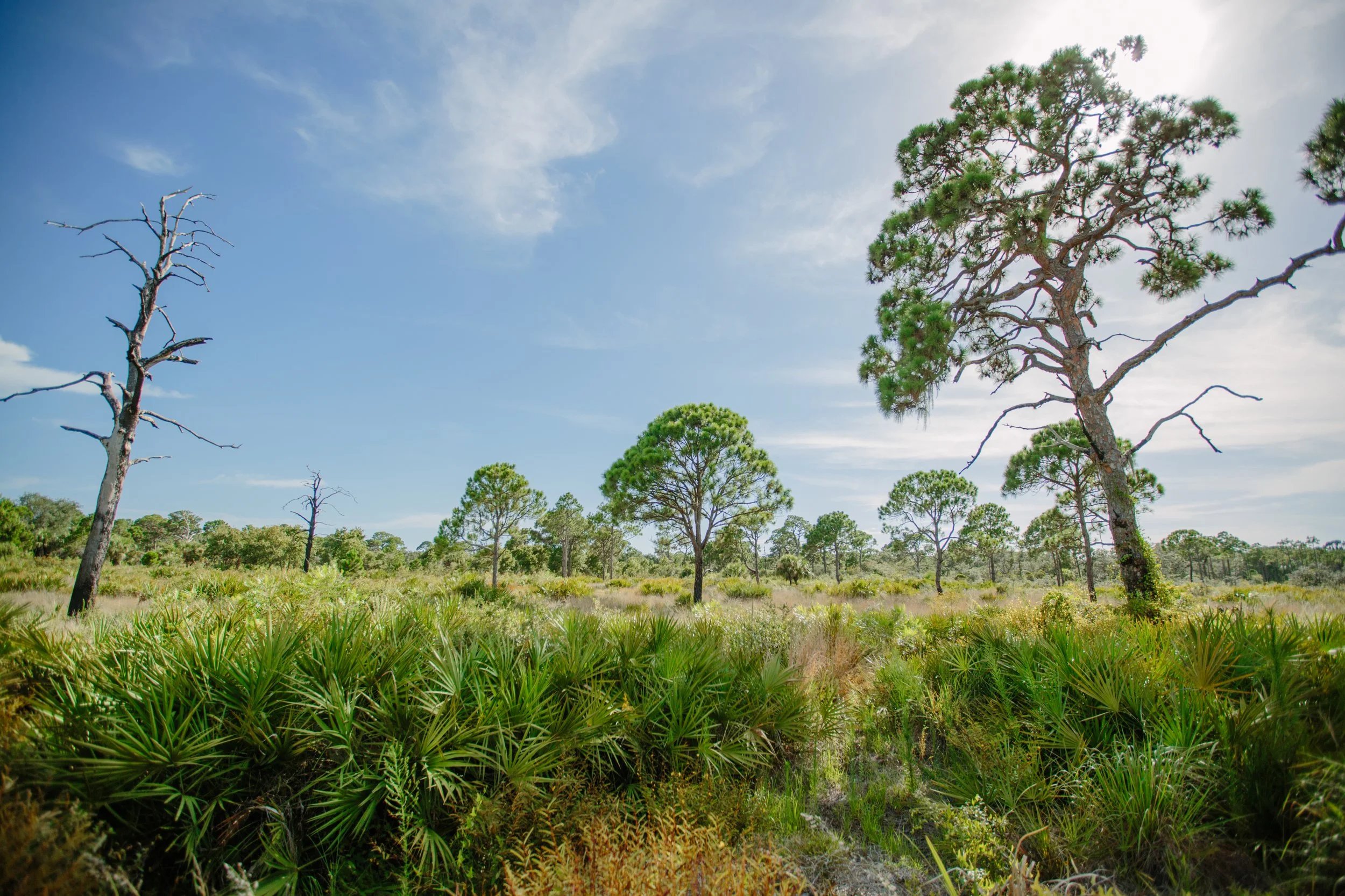 Boyd Hill Nature Preserve | Discover & Engage Today — Friends of Boyd ...