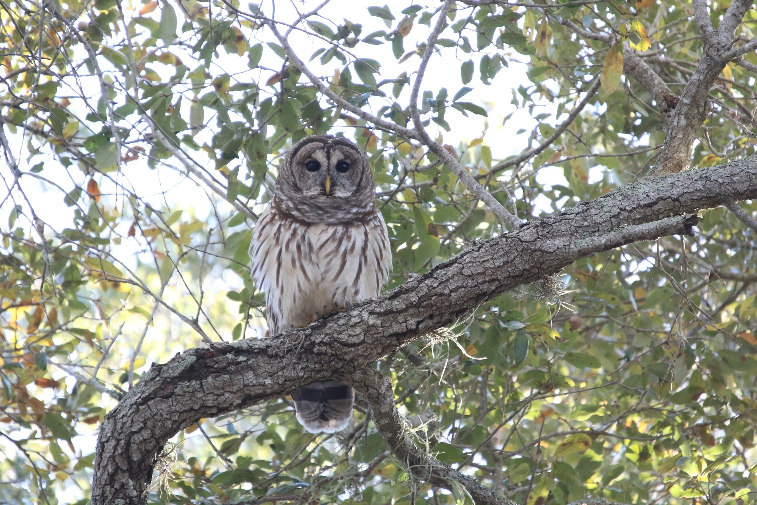 Boyd Hill Nature Preserve | Discover & Engage Today — Friends of Boyd ...