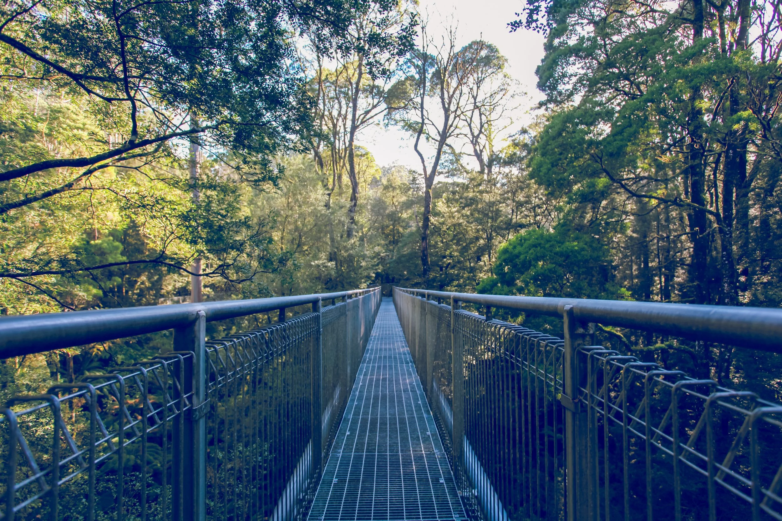 Otway Fly TreeTop Adventures