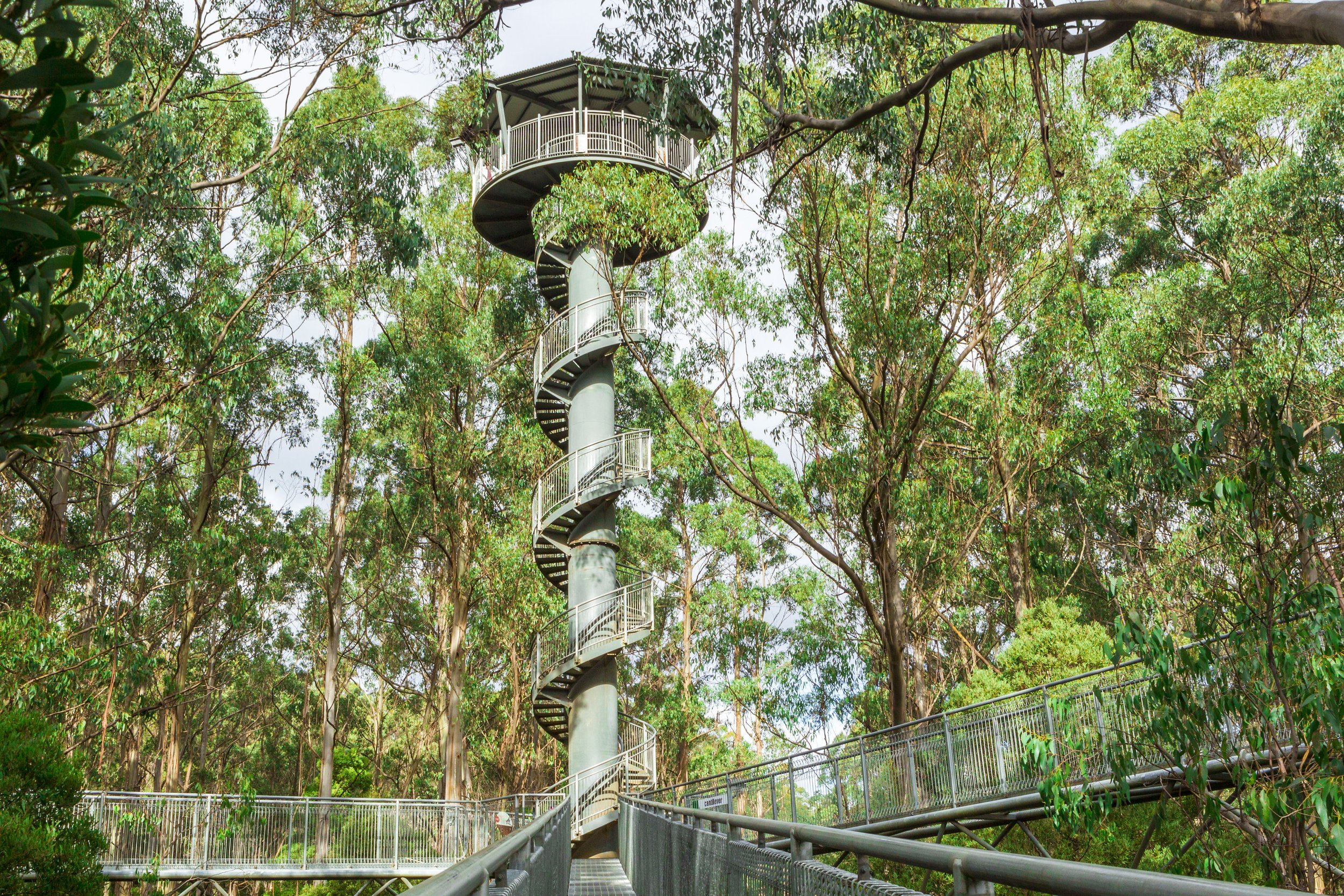 Treetop Walk | Explore Now – Book Your Treetop Walk Experience — Otway ...