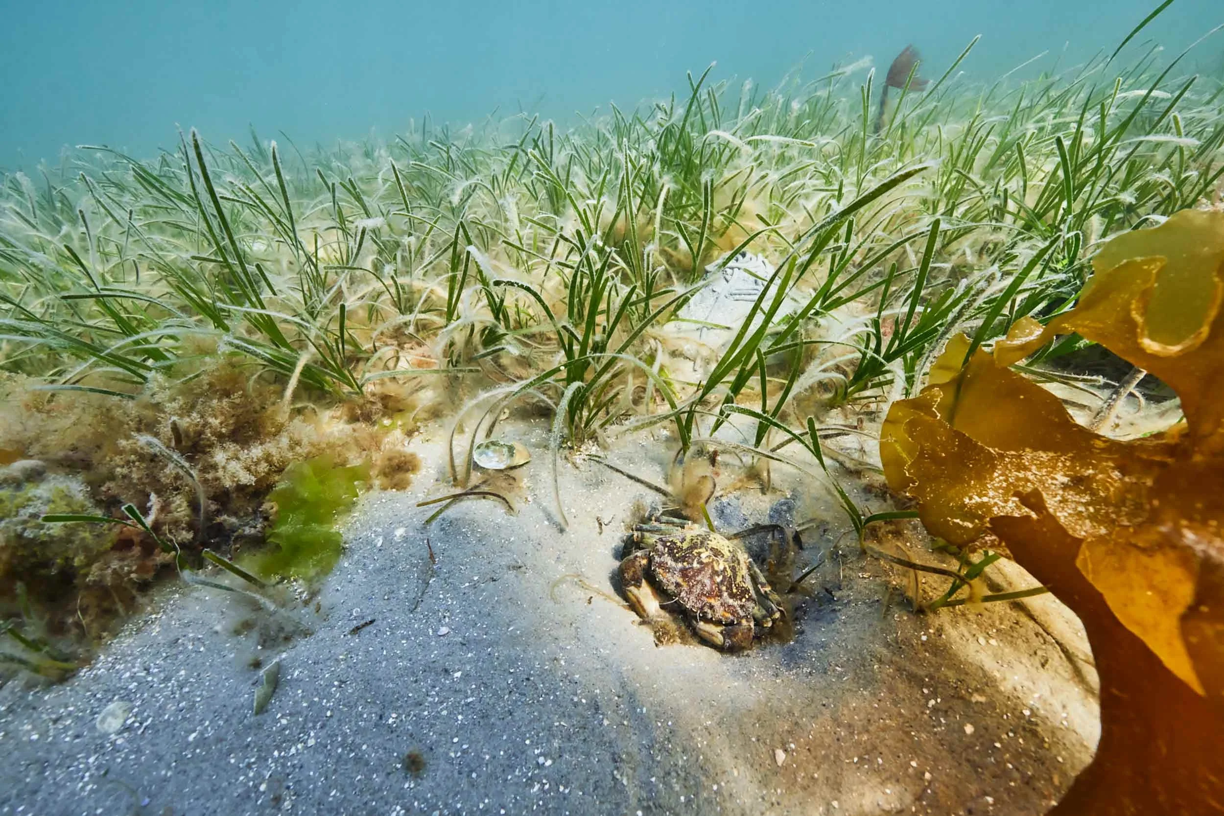 Seawilding: Scottish seagrass restoration trials — Blue Carbon Trust