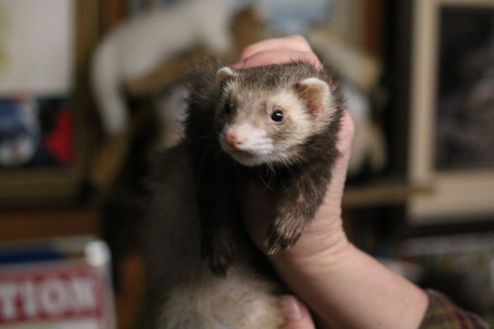 Willamette Valley Ferret Shelter