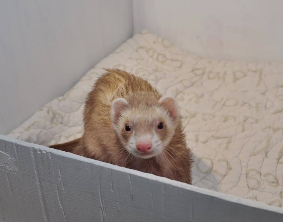 Willamette Valley Ferret Shelter