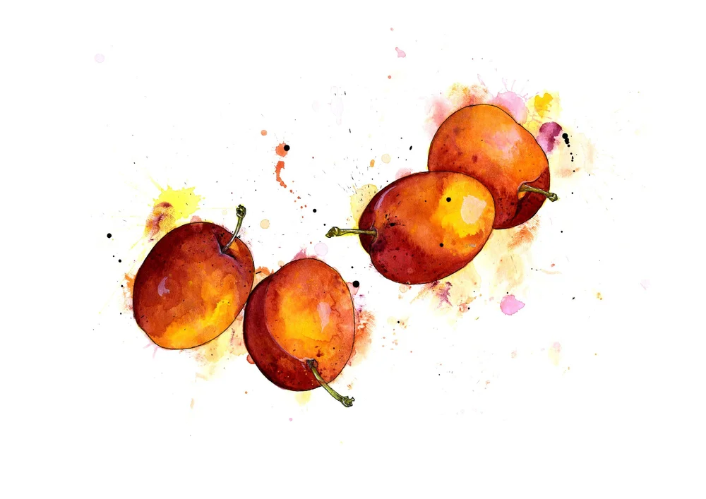 Emma Dibben Illustration — Shop
