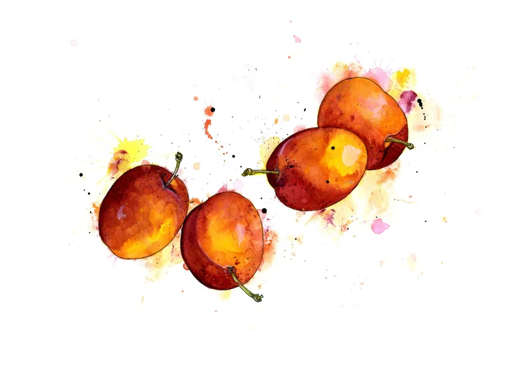 Emma Dibben Illustration — Shop