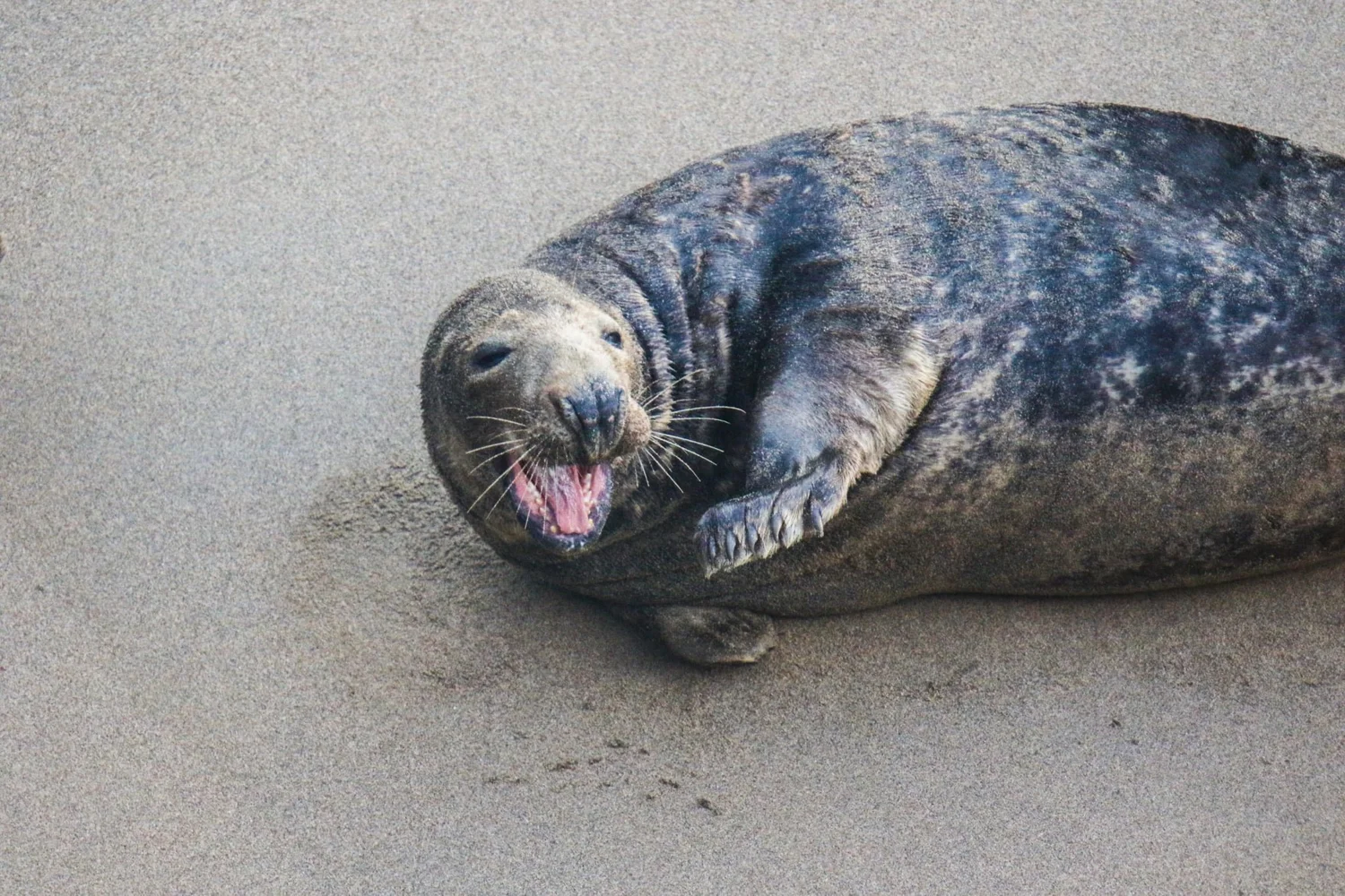 Amazing Seals — Seal Research Trust