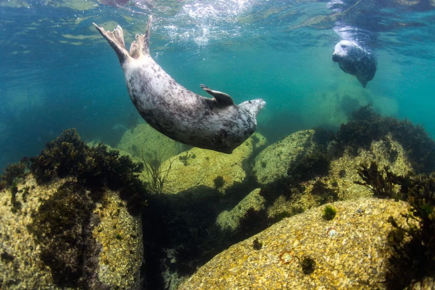 Amazing Seals — Seal Research Trust