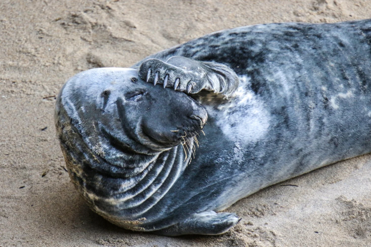 Amazing Seals — Seal Research Trust