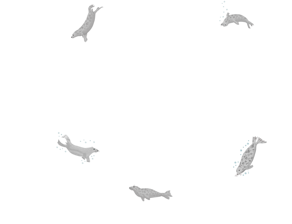 Amazing Seals — Seal Research Trust