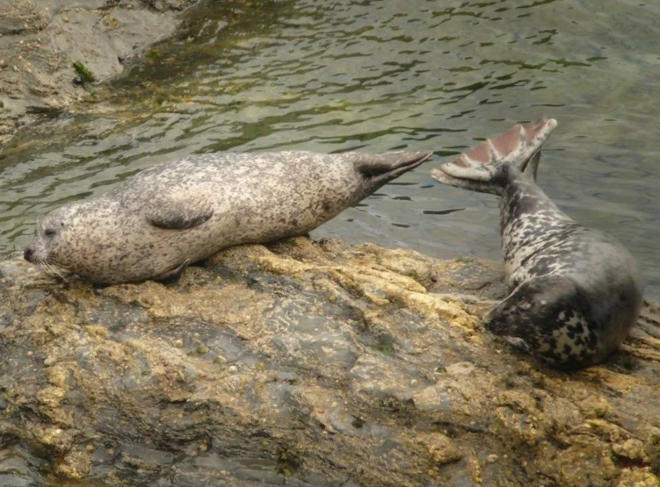 Amazing Seals — Seal Research Trust