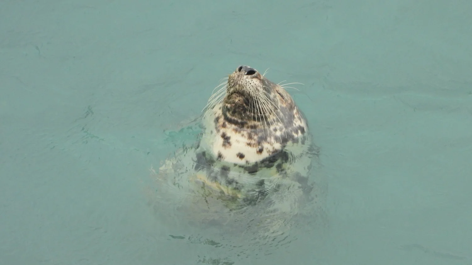 Amazing Seals — Seal Research Trust
