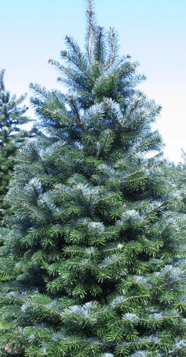 Buckendorf Family Tree Farm | U-Cut & Pre-Cut Christmas Trees in Salem ...