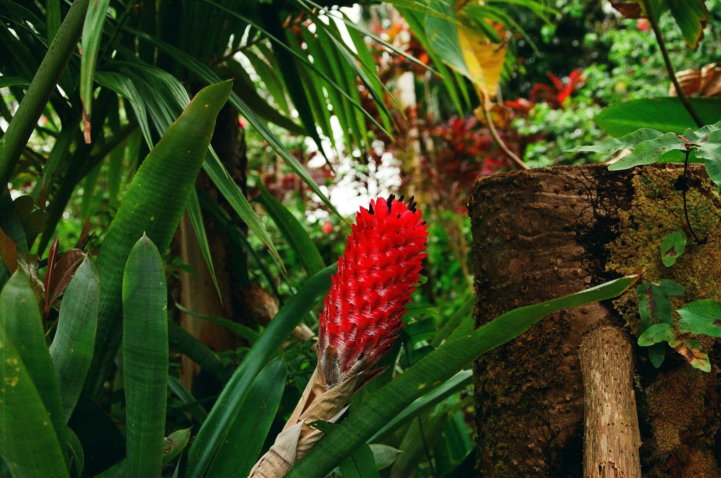 Luxury Beachfront Resort in Rarotonga | Nautilus Resort & Spa
