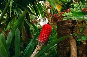 Luxury Beachfront Resort in Rarotonga | Nautilus Resort & Spa