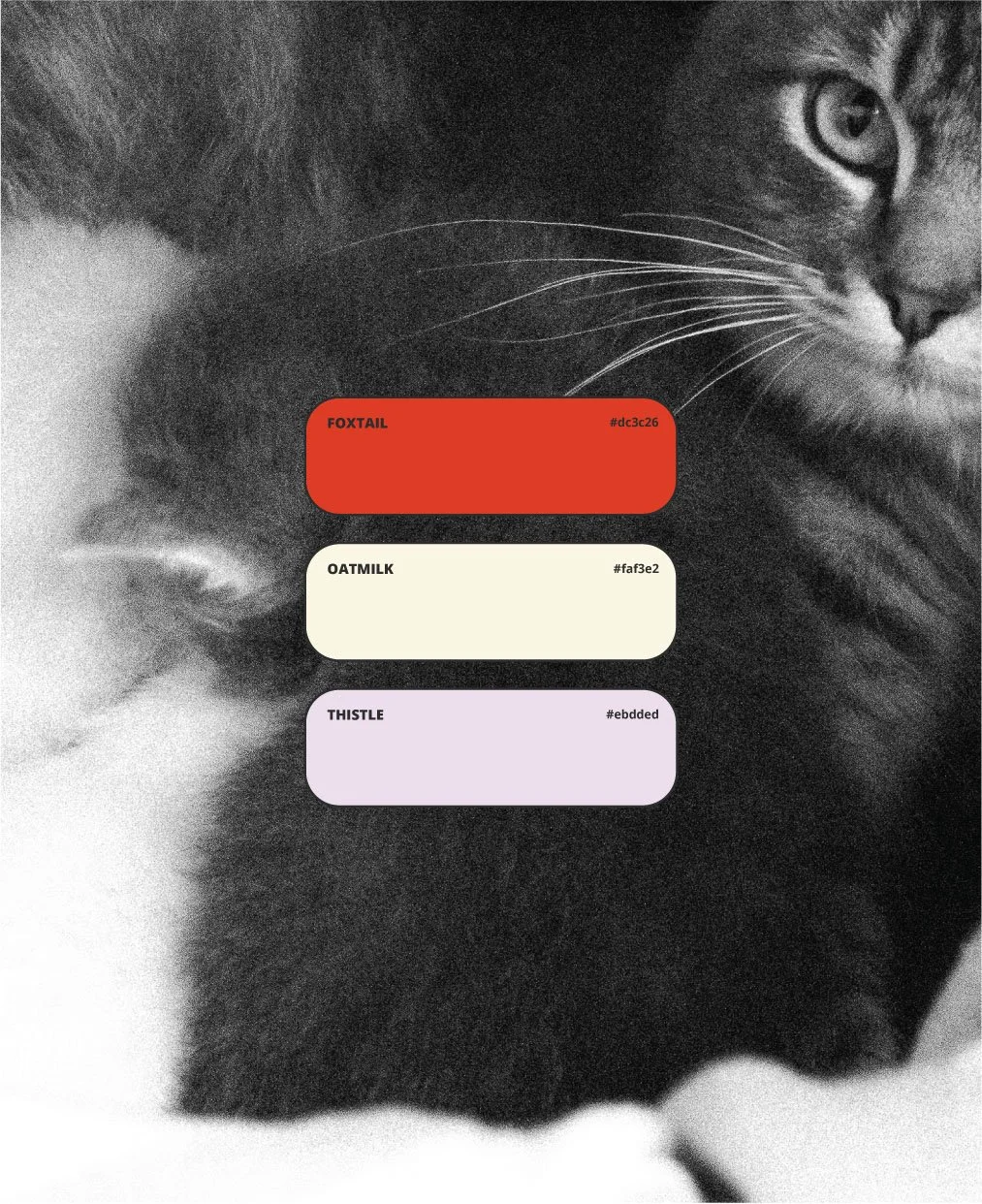 Our Work | Maneki Neko Cat Rescue — Studio Bhalu