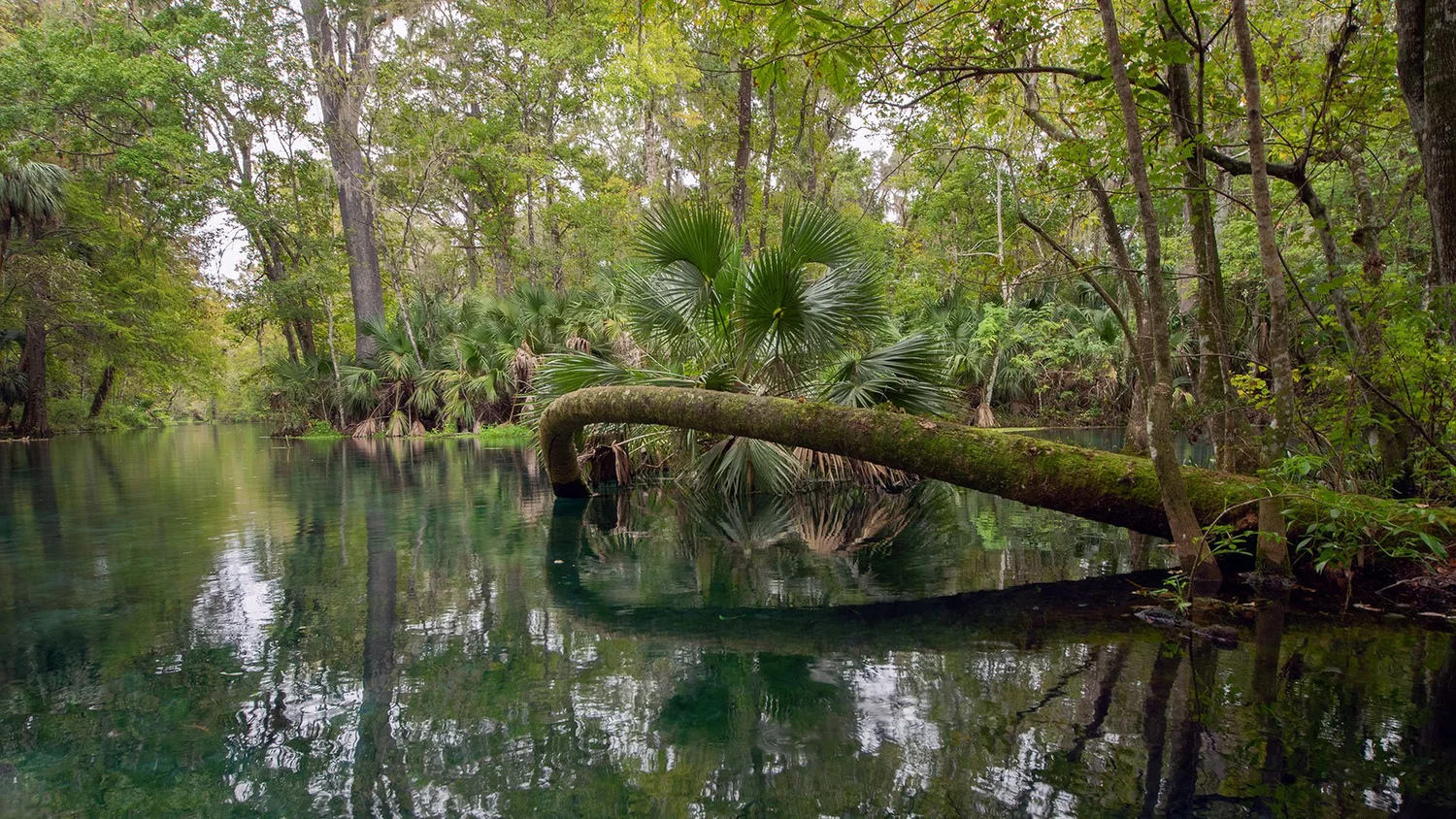Florida Defenders of the Environment | Support Conservation Efforts Today