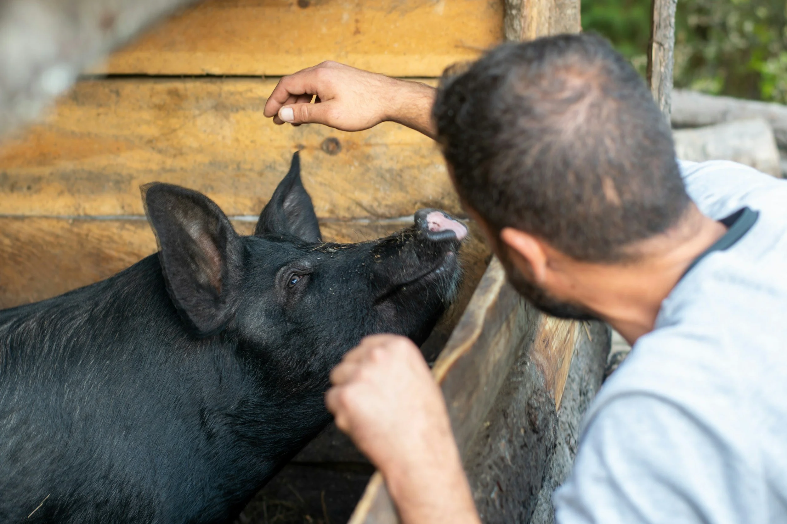 American Meat Producers Association