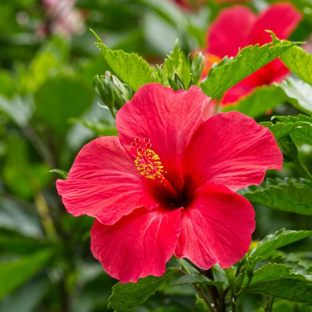 Hibiscus Rio Clara Series (pink, red, orange, white, yellow) is a ...