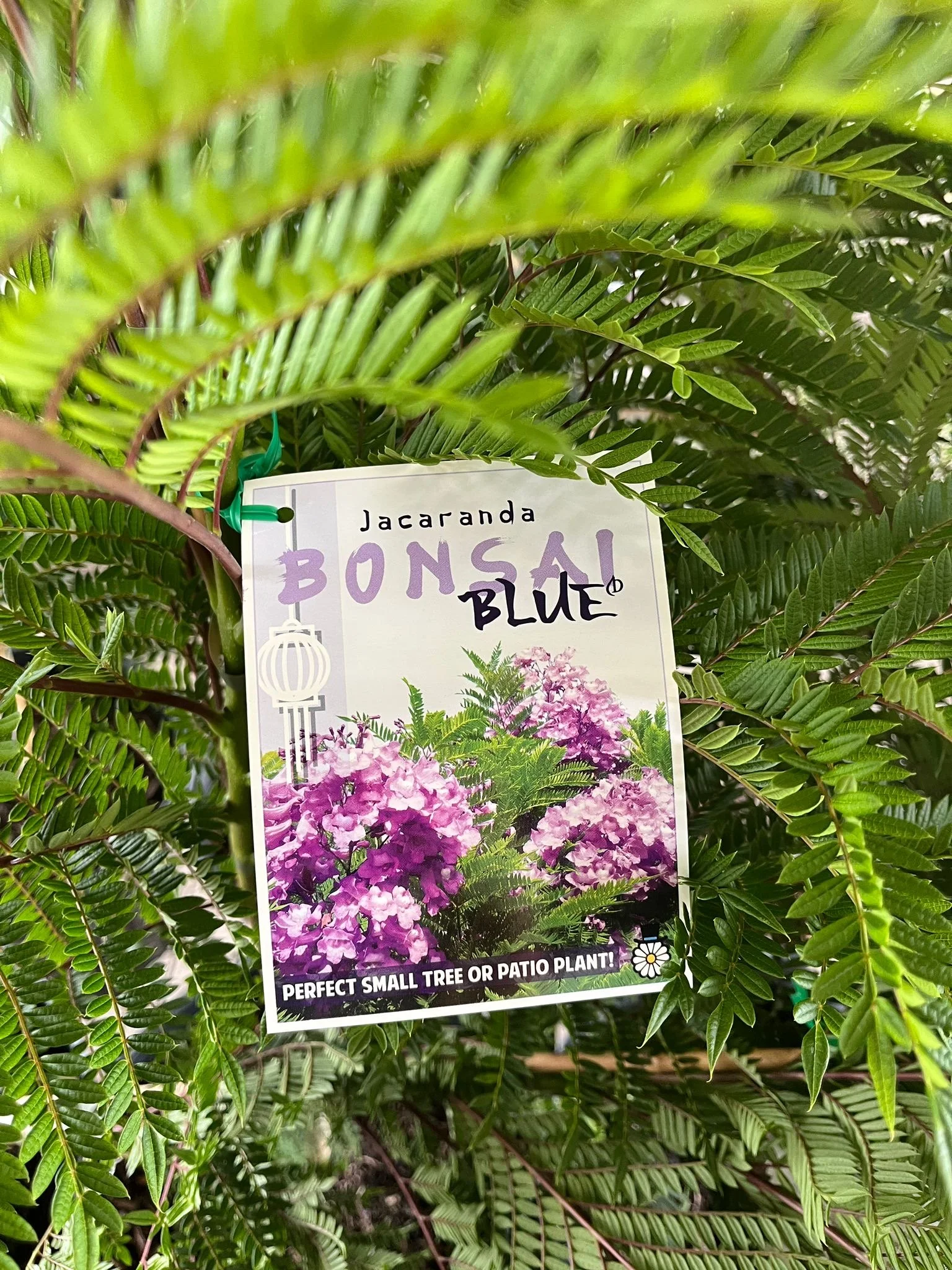 Jacaranda Bonsai Blue Small Tree / Patio Plant — Diaco's Garden Nursery
