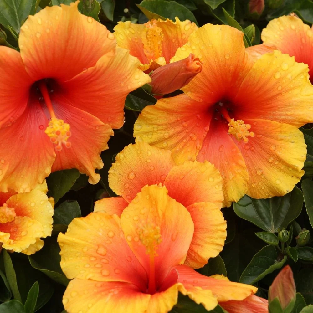 Hibiscus Rio Clara Series (pink, red, orange, white, yellow) is a ...