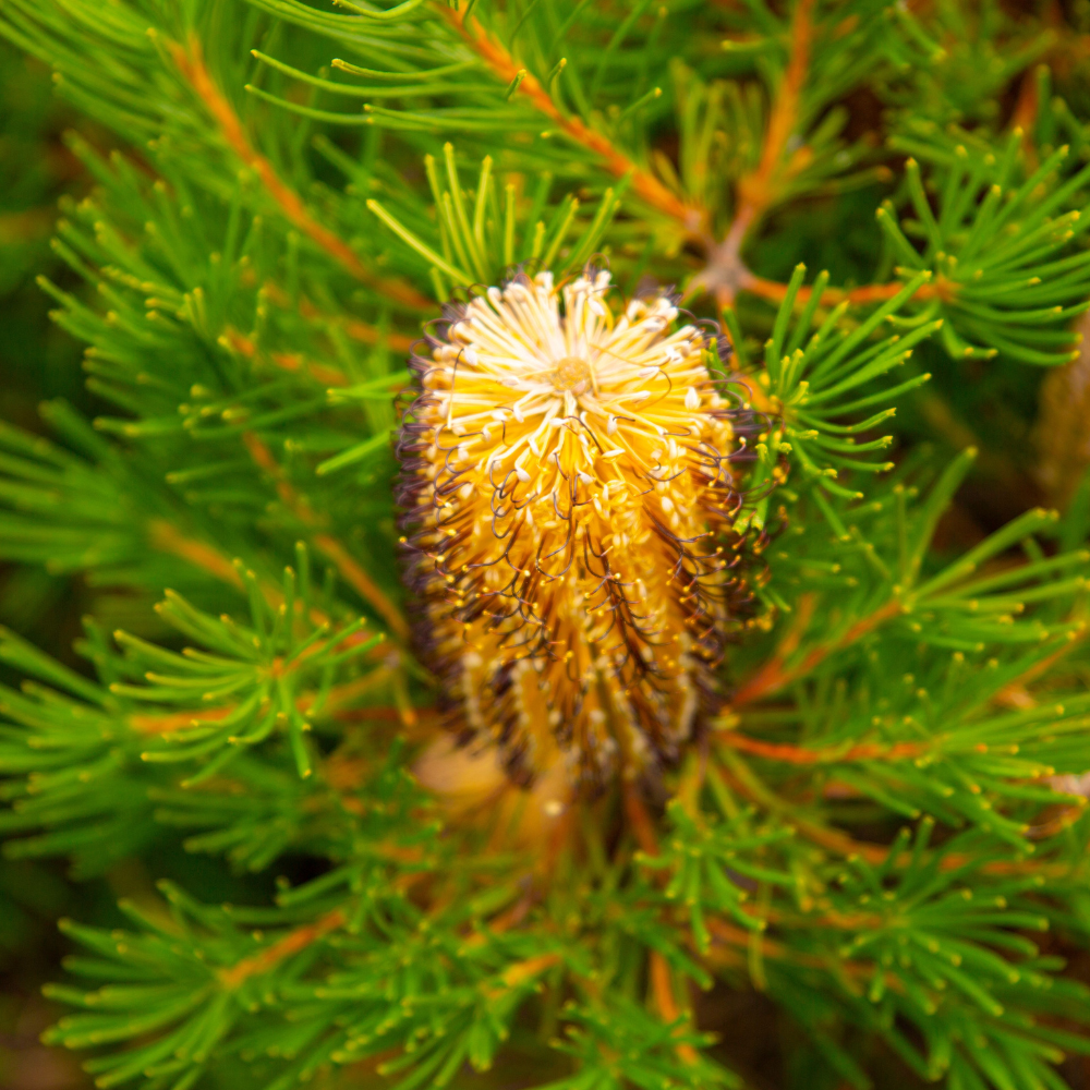 Banksia Spinulosa Honeyeater Delight — Diaco's Garden Nursery